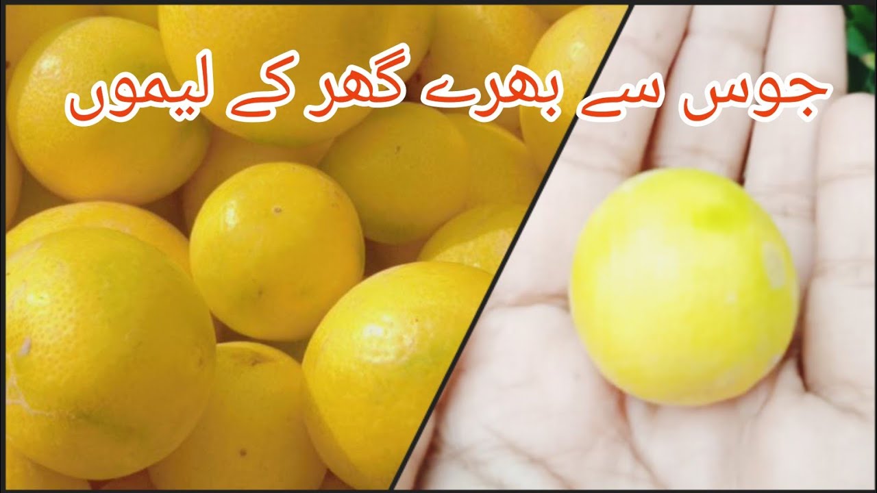 Alhmdulilah Mery ghar k lemons or lemon ka plant ☘️ || Fairy cuisine ...