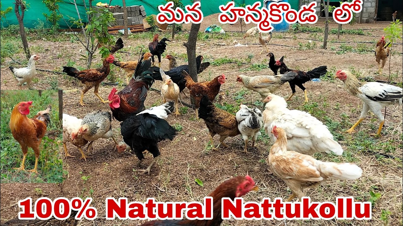 100% pure Nattu kollu in Hanamkonda #trendingvideo #viralvideo #ytviral ...