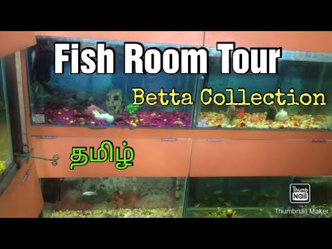 Fish Room Tour Tamil | Betta Collection | Wonderful Bettas - YouTube