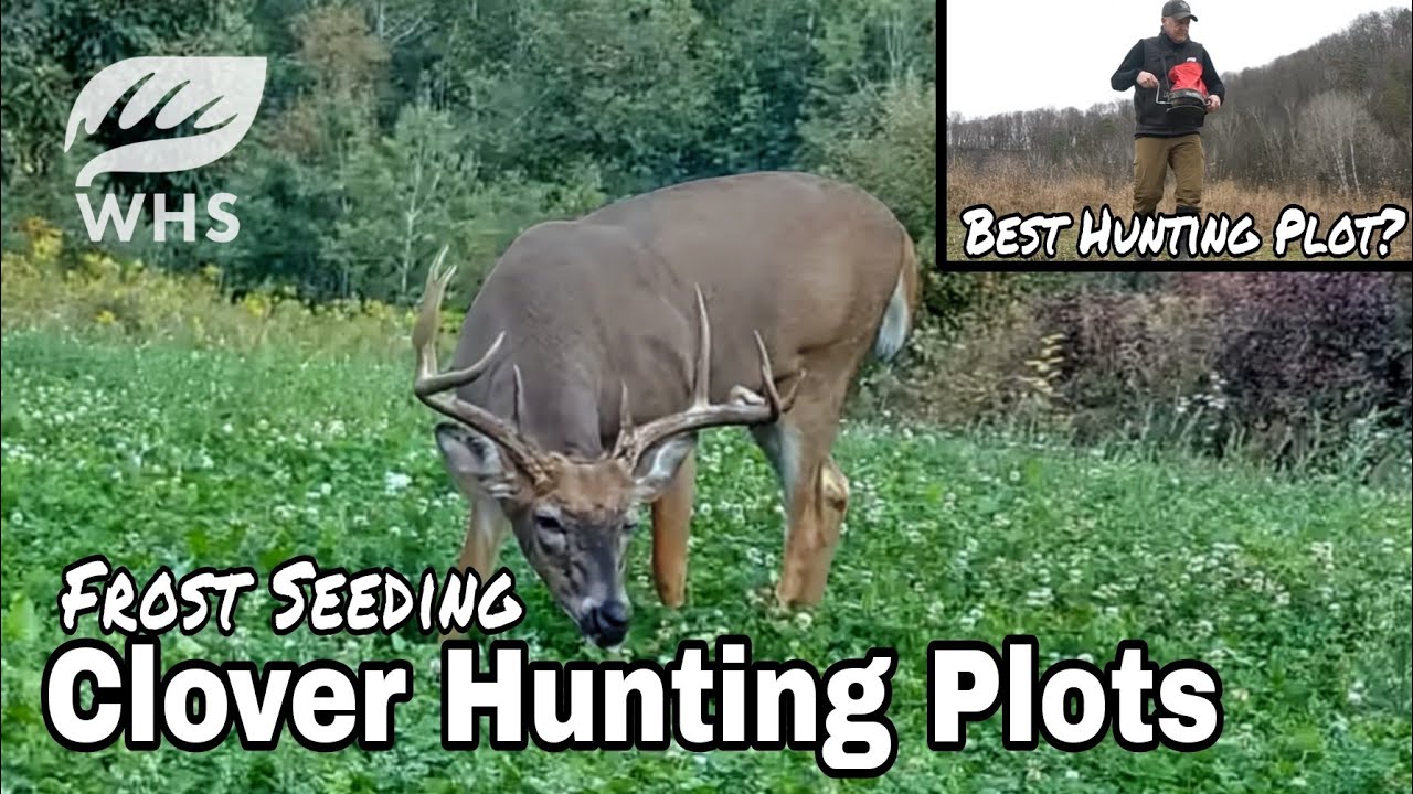 Frost Seeding Clover Hunting Plots | How, When & Why - YouTube