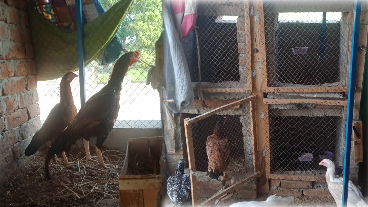 September 16, 2023 |Setup Update and make new cages| Farooq aseel setup ...