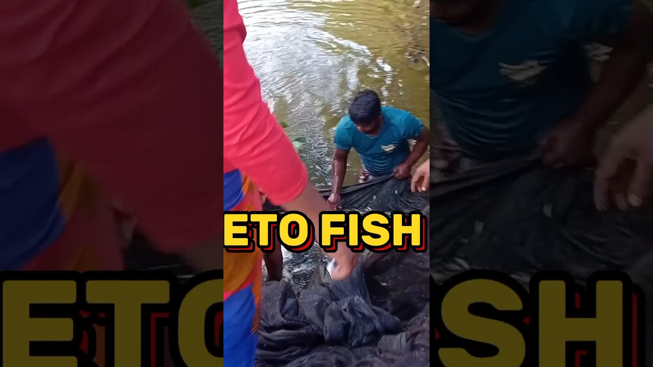 Eto Fish 🐠 #mrsanto #minivlog #santovlog - YouTube