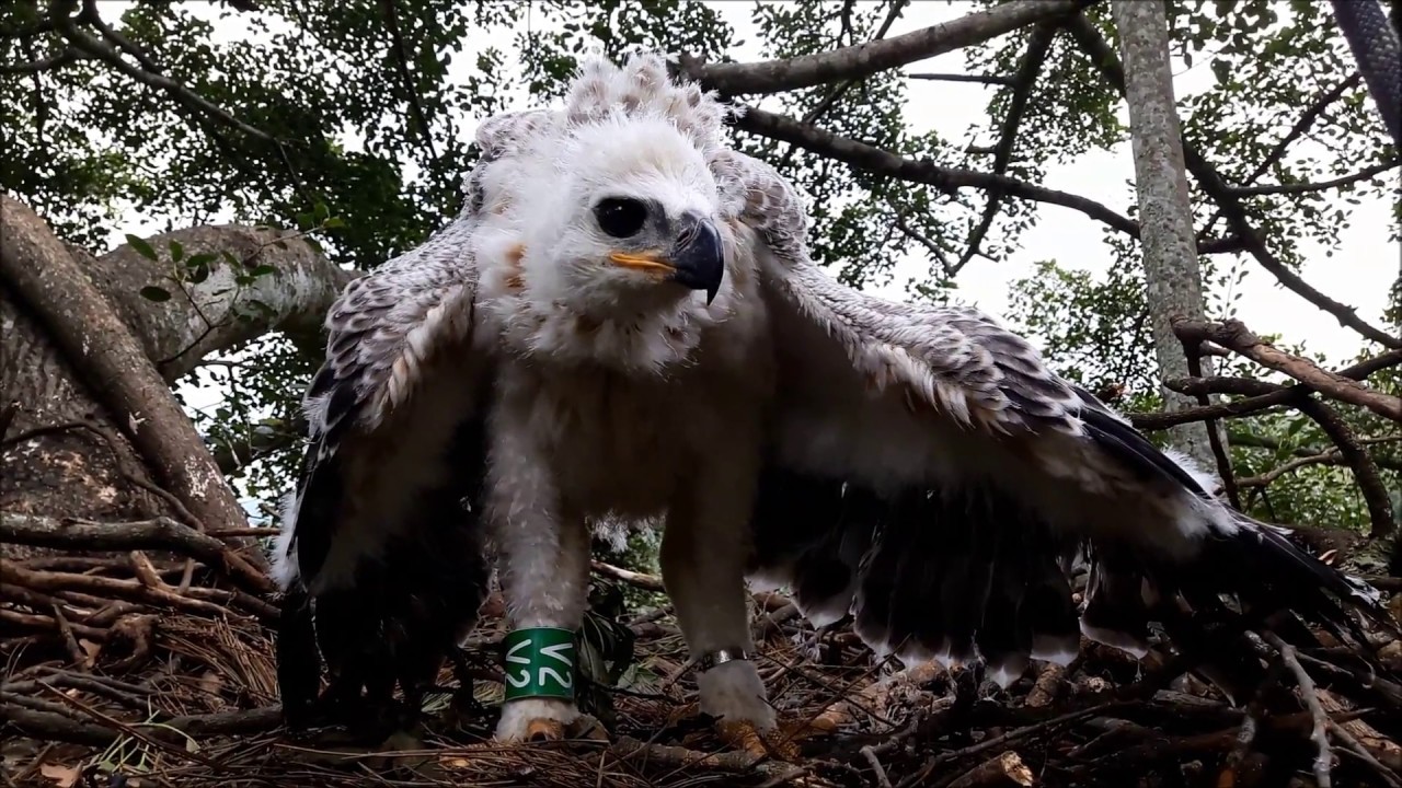 Crowned Eagle Research - 2016 - YouTube
