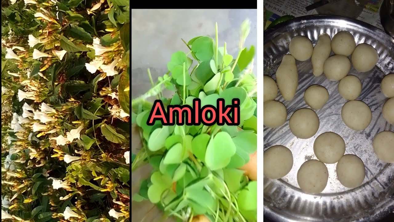 Diboro thomani sarikgo bwchai kheto beraimani taini phongo bai song ...