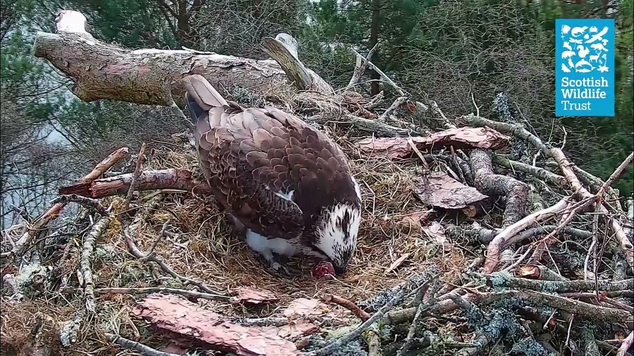 Female Osprey NC0 Laying First Egg of the Season - Loch of the Lowes Webcam (2024) - YouTube
