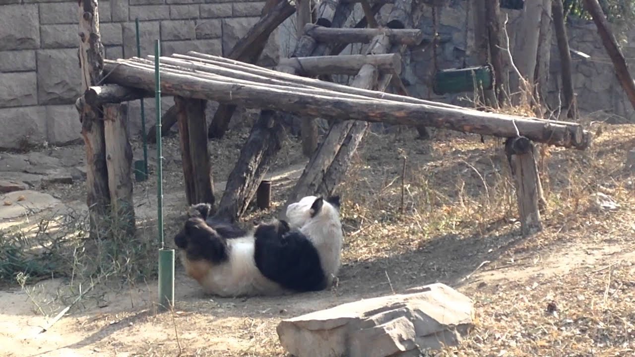 Panda doing crunches - YouTube