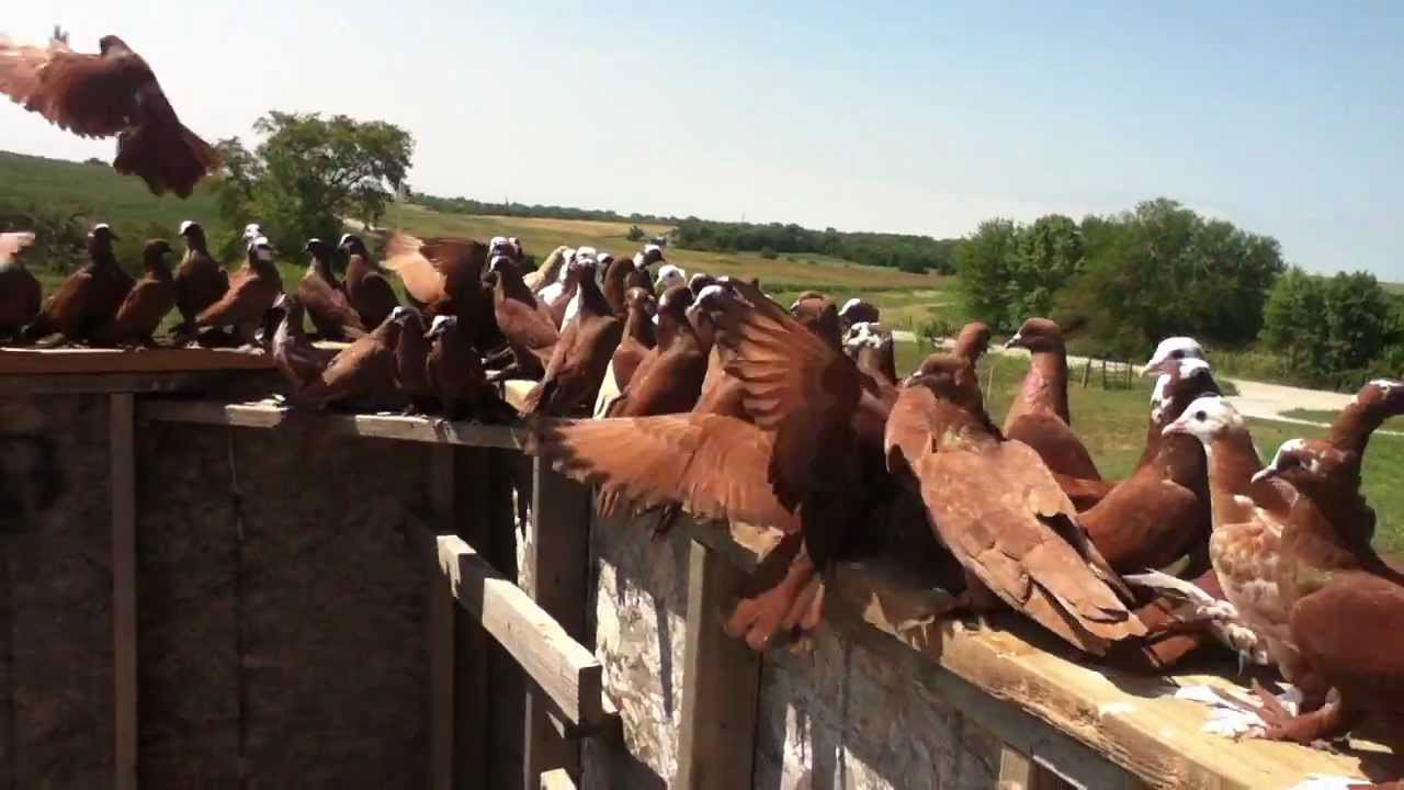 Iraqi Pigeons - YouTube