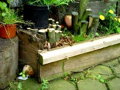 Eßbare Pilze im Blumenbeet (2/2) / UPDATE