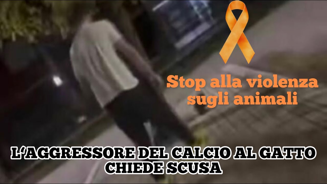 L'AGGRESSORE DEL CALCIO AL GATTO CHIEDE SCUSA - YouTube