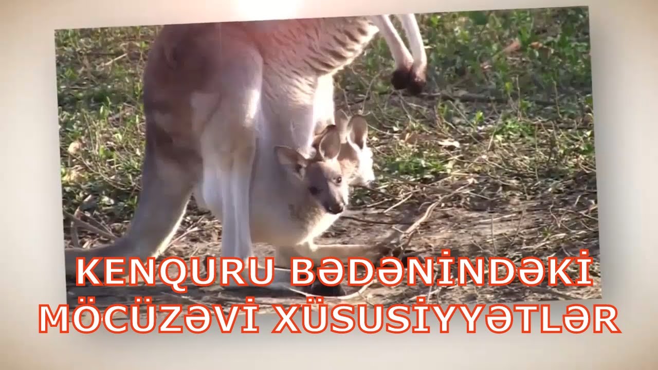 Kenquru bədənindəki möcüzəvi xüsusiyyətlər - YouTube