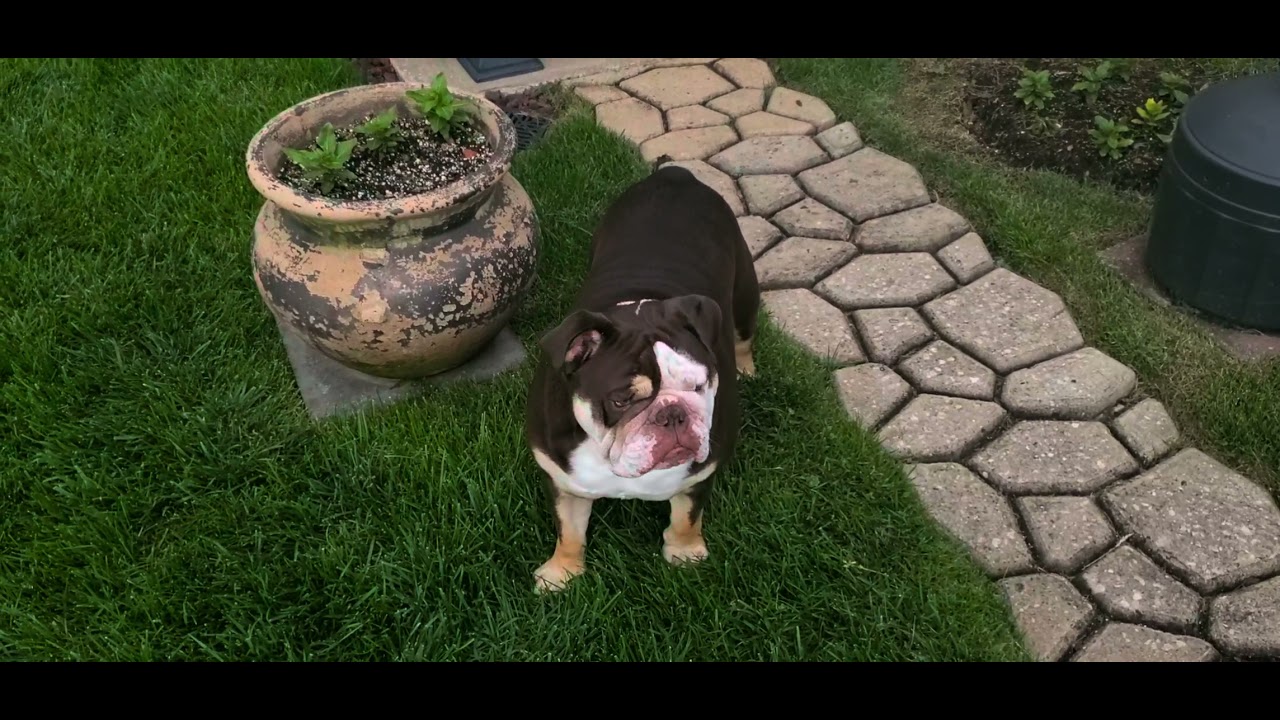 purple finch eggs and maximus! - YouTube