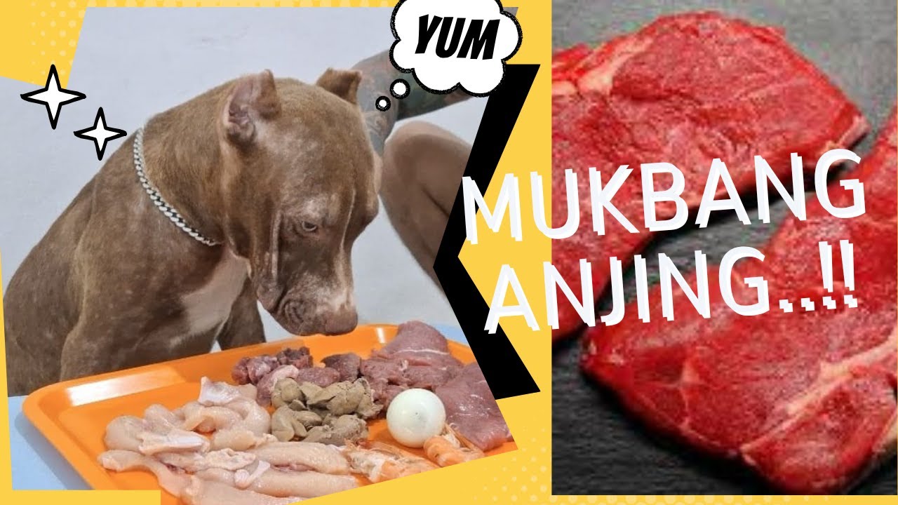 PITBULL RAKUS!!! MUKBANG BRIO ANJING PITBULL ! ANAK MUSO! SAMPAI ...