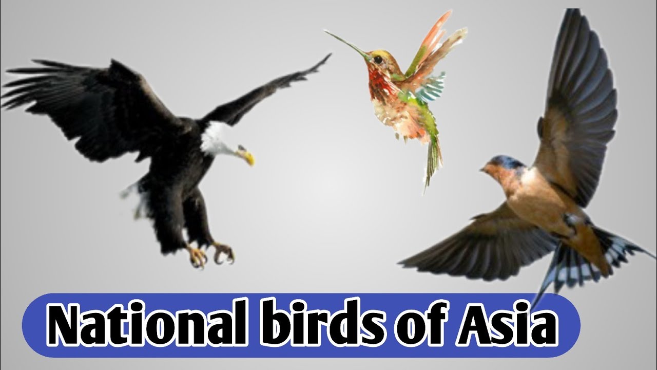 National birds of Asia/National birds/national bird name in Urdu - YouTube