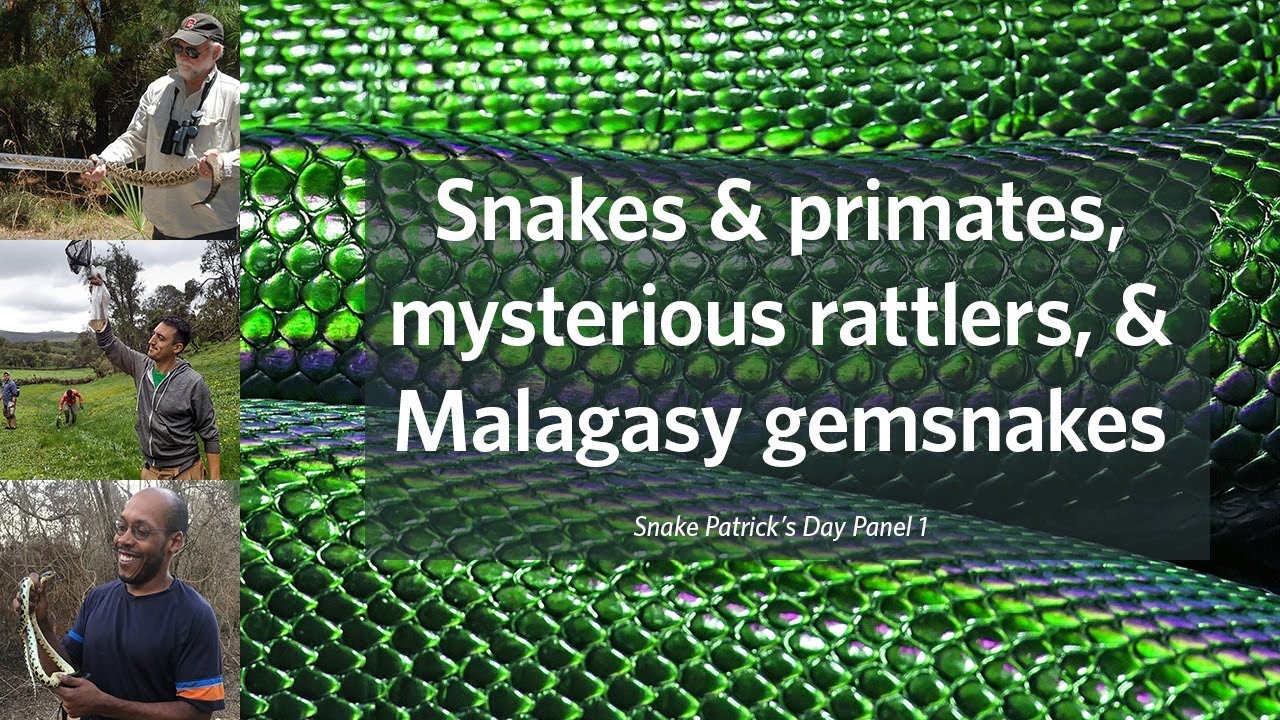 "Snakes & Primates, Mysterious Rattlers, & Malagasy Gemsnakes" (Panel 1 ...