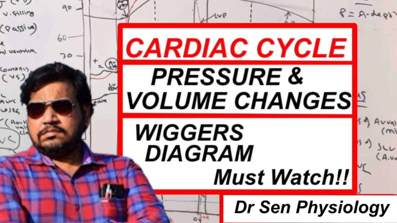 Wiggers Diagram Cardiac Cycle Cardiac Echocardiogram