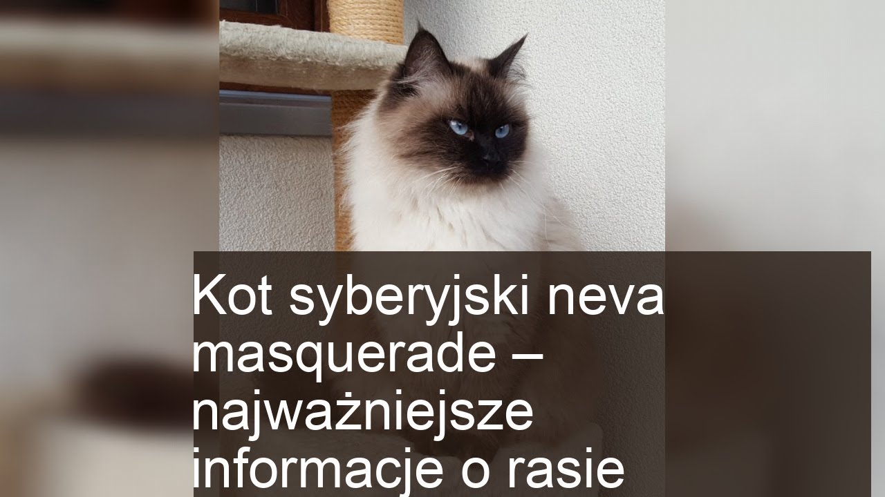 Kot syberyjski neva masquerade - wygląd, charakter, opis rasy - YouTube