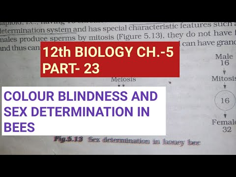 Class 12 biology chapter 5,part 23||colour blindness & sex ...