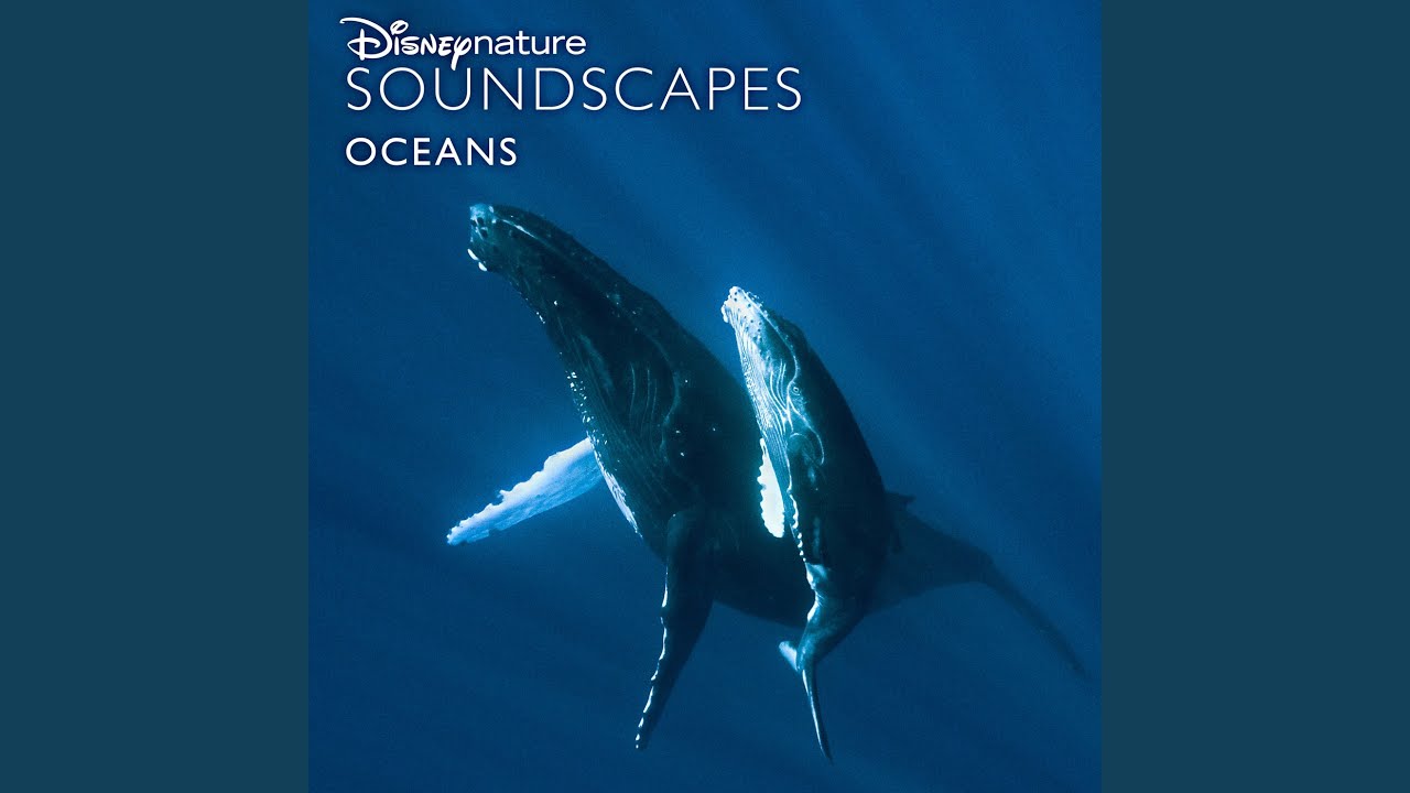 Dolphin Underwater Calling - YouTube