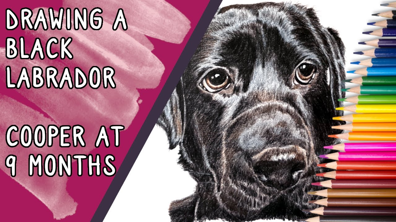 Drawing A black Labrador - Drawing With Prismacolor - YouTube