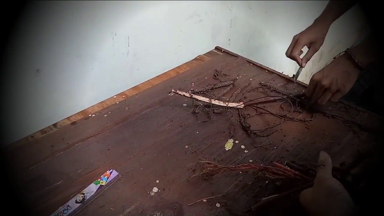Stek Akar ==="pengambilan akar tanaman pohon sukun untuk perbanyakan ...