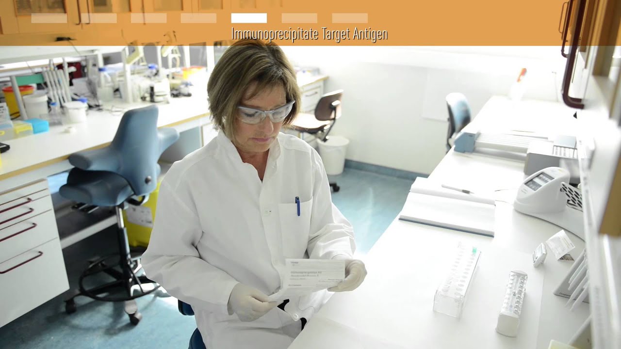 How to use Dynabeads® for immunoprecipitation - YouTube