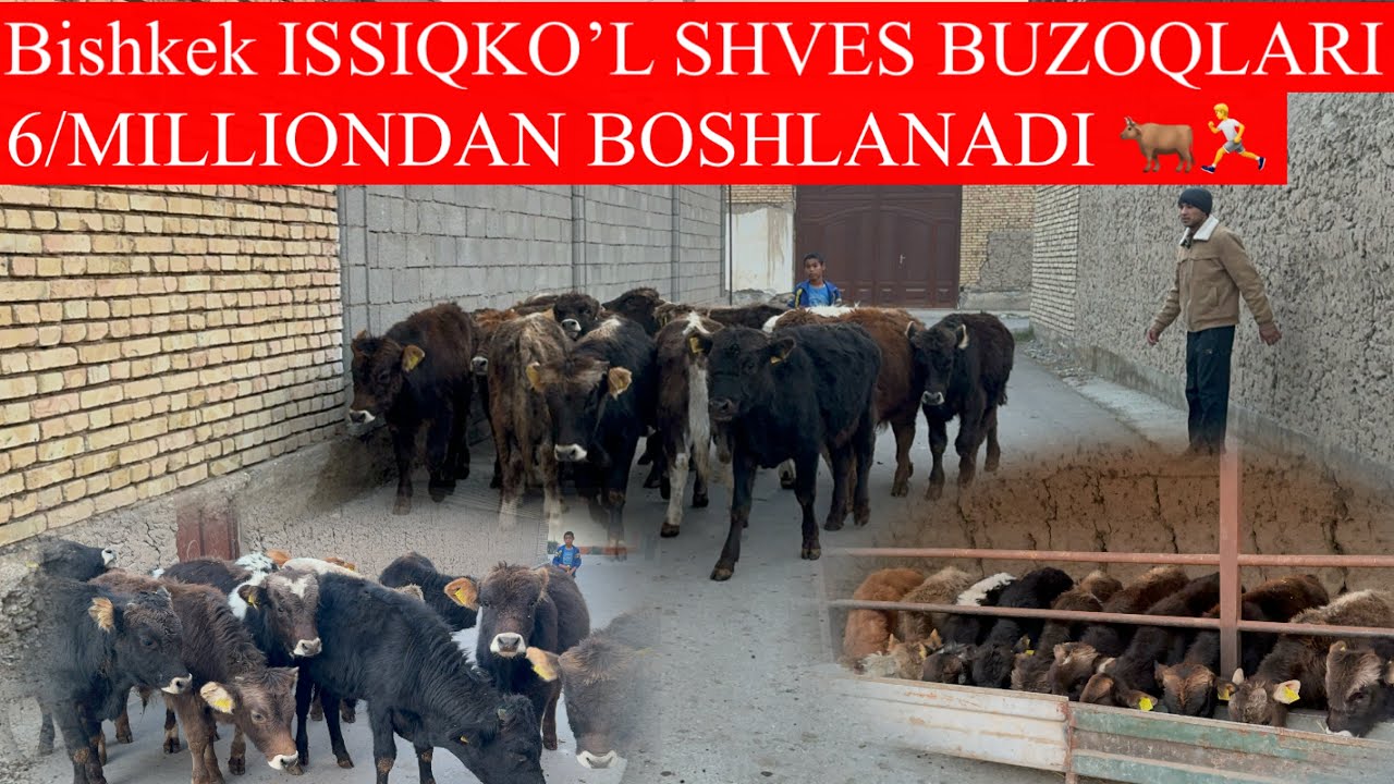 6/MILLIONDAN BOSHLANADI Qirg’izston Bishkek ISSIQKO’L SHVES BUZOQLARI ...