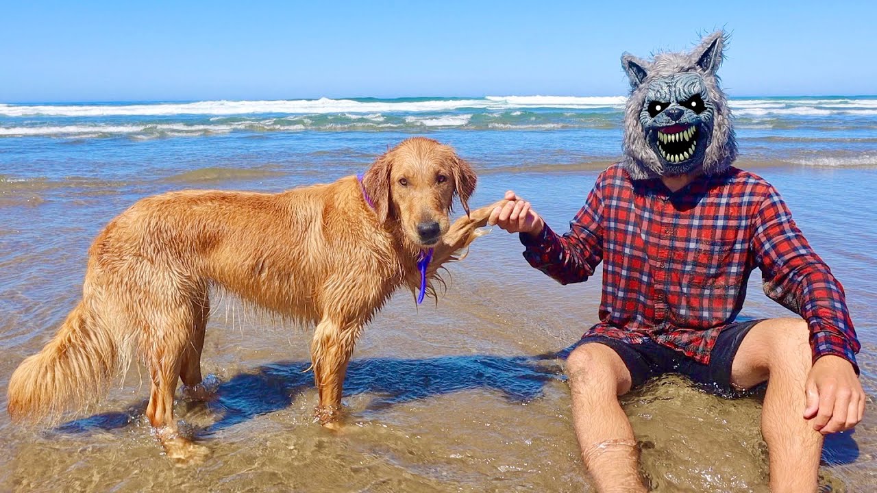 Wolf Takes Puppy to the Beach! - YouTube