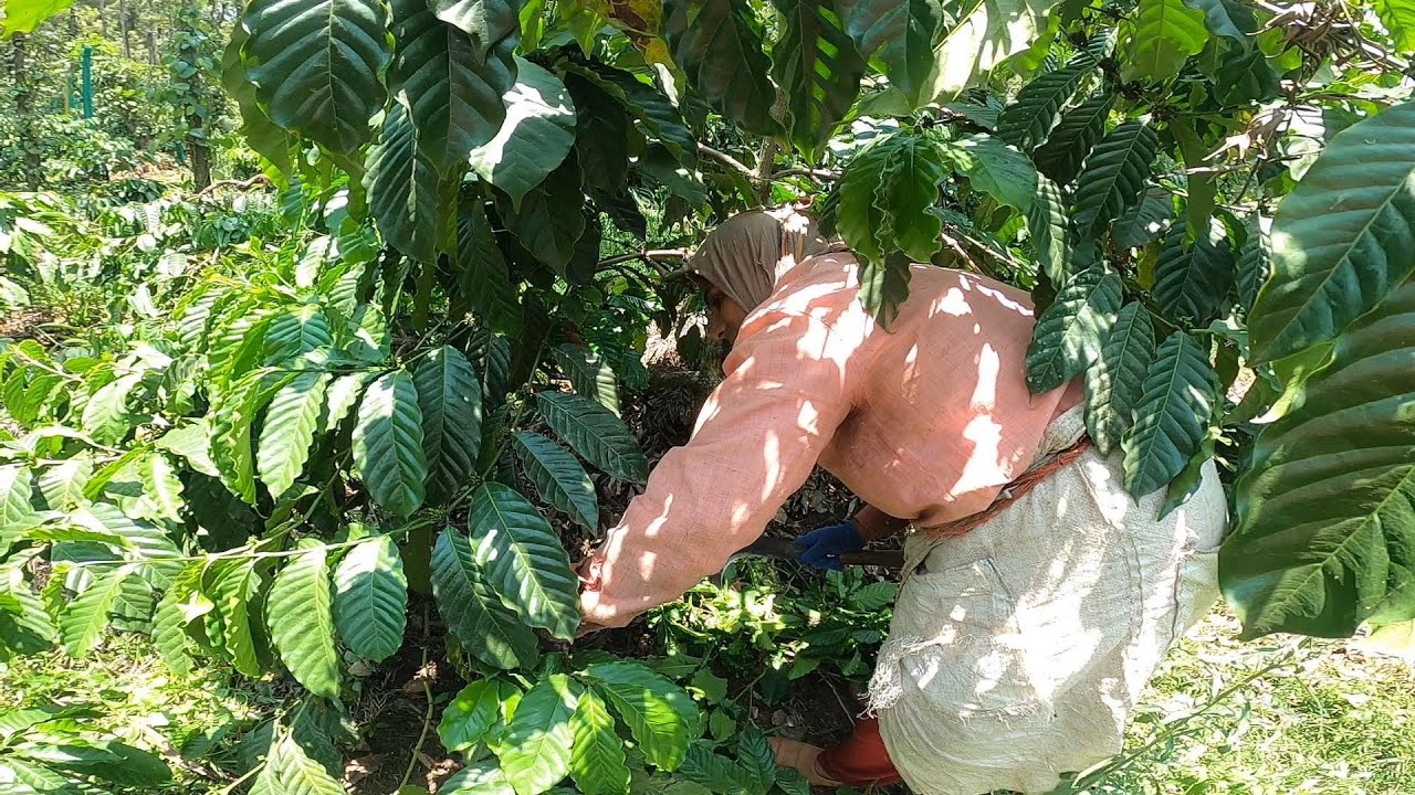 ROBUSTA PLANT COFFEE PRUNING|THANK YOU MY 30K FAMILY ON INSTAGRAM - YouTube