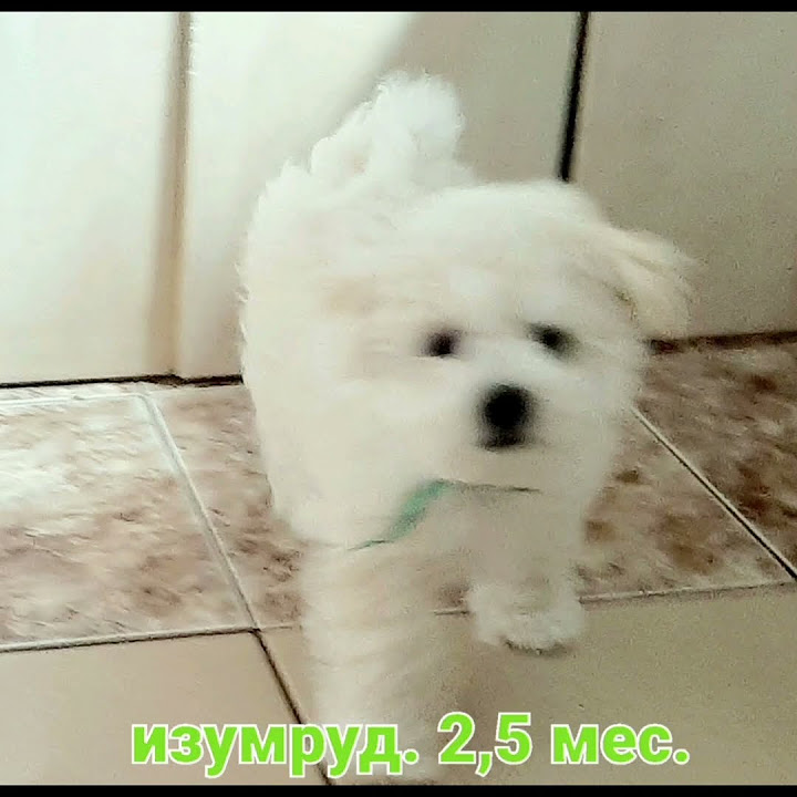 бишон фризе щенки кобели д р 15 03 23 Youtube