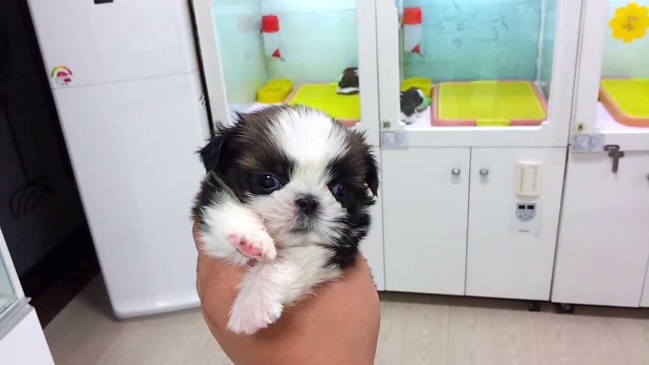 Micro teacup Shih Tzu puppies for sale - YouTube