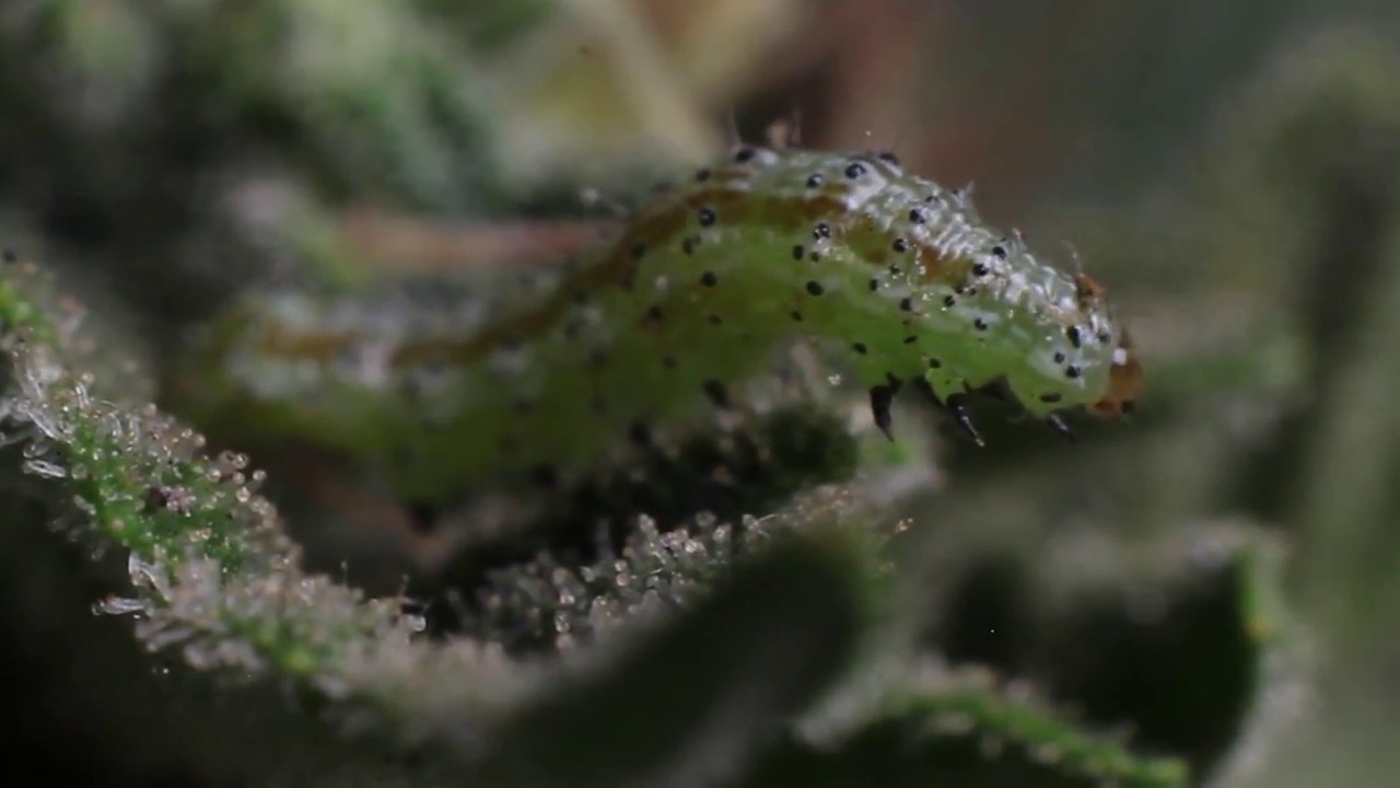 Heliothis virescens (Fabricius) - YouTube