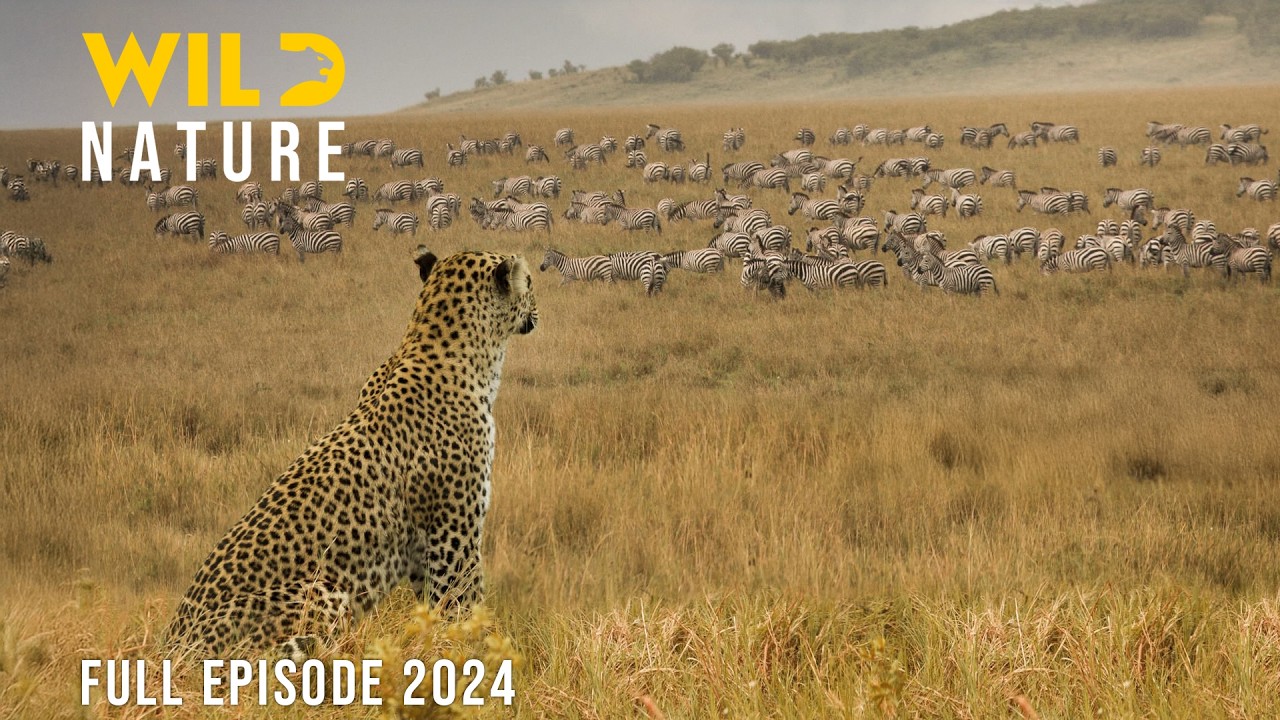 WILD SAVANNAH | The Footsteps of a Lone Hunter | Animal documentary ...