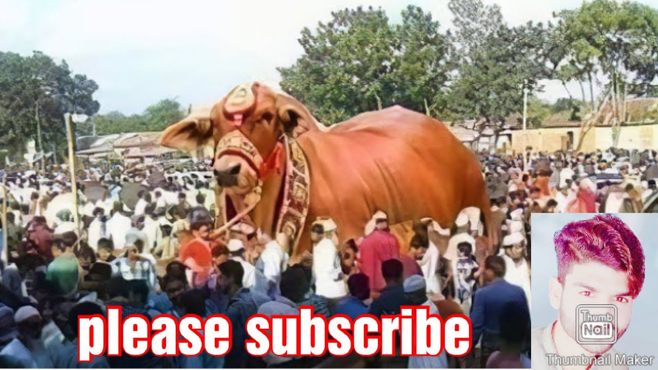 Biggest cow in the world/Biggest cows and Bills/Brahman bull /Big big ...