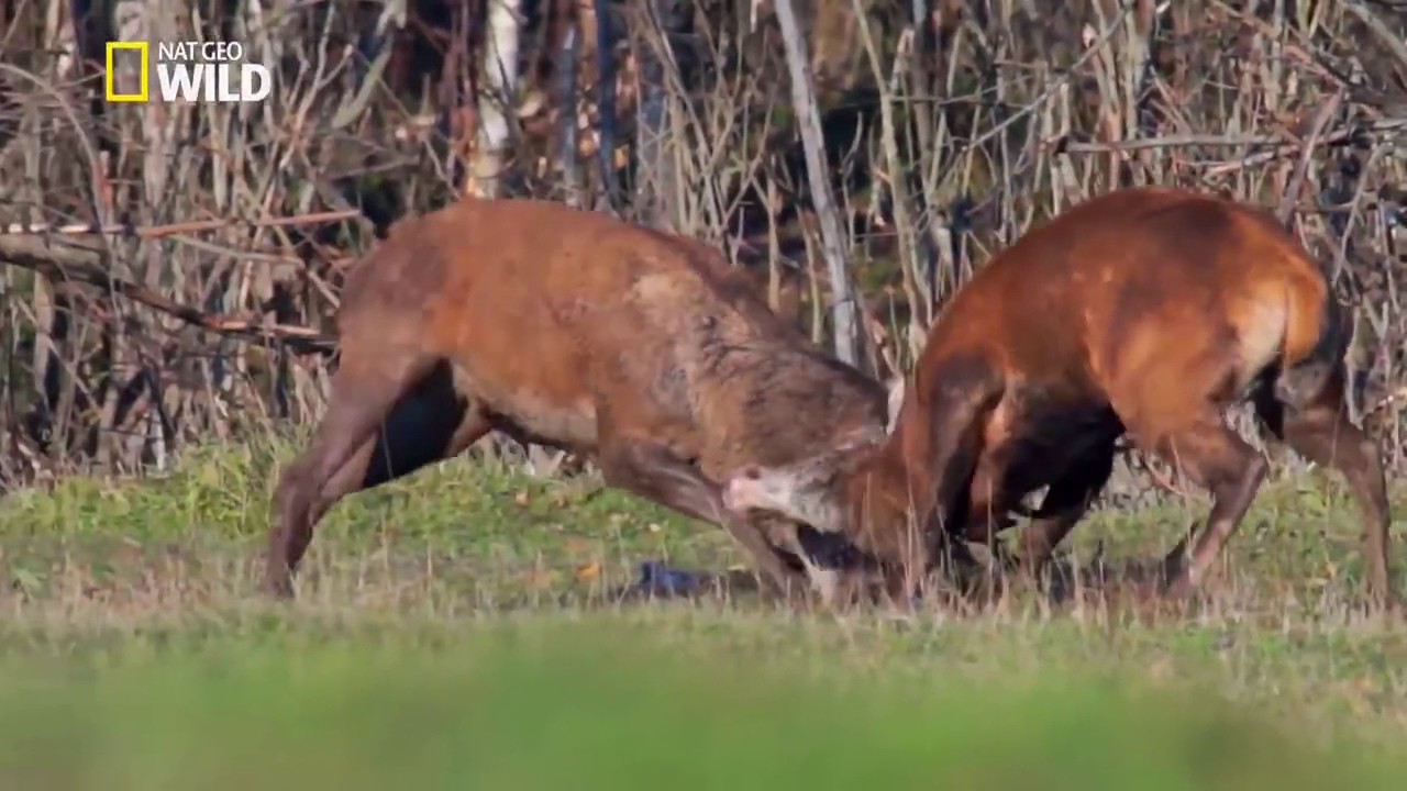 Combats de cerfs - Nat Geo Wild - YouTube