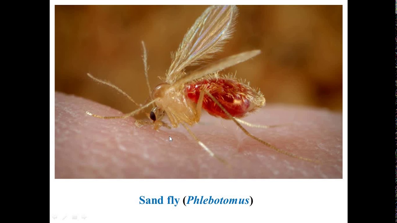 Leishmania\ Lecture 3 (Class Mastigophora) Hemoflagellates 1. Tissue ...