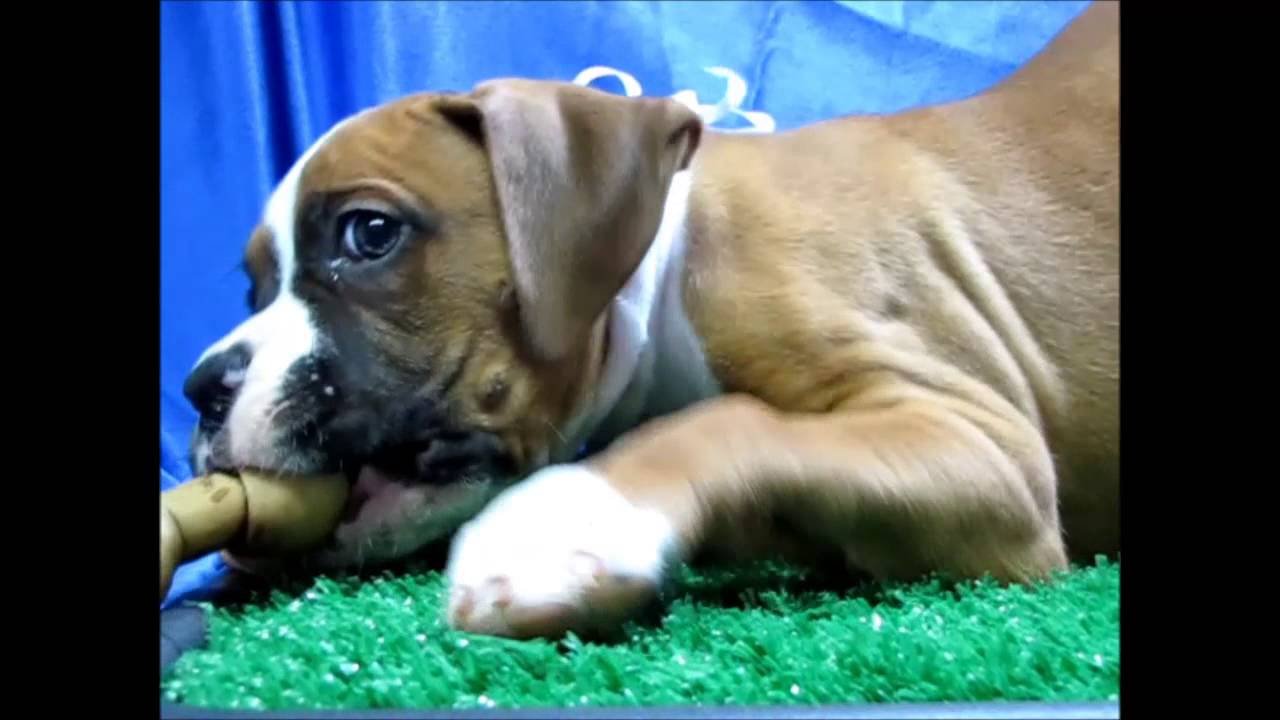 Filhotes de Boxer HD - Canil Filhotes On Line BH - YouTube