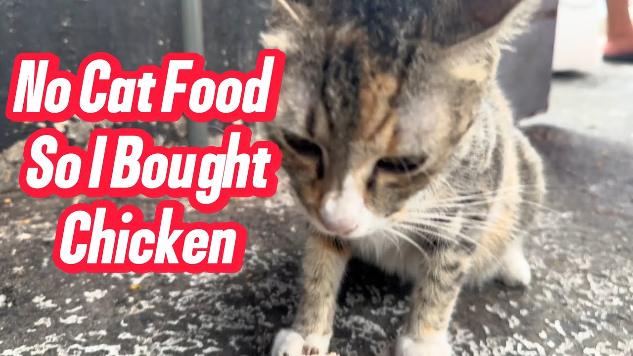 No cat food, so I bought fried chicken to feed #hungrystraycatsph - YouTube