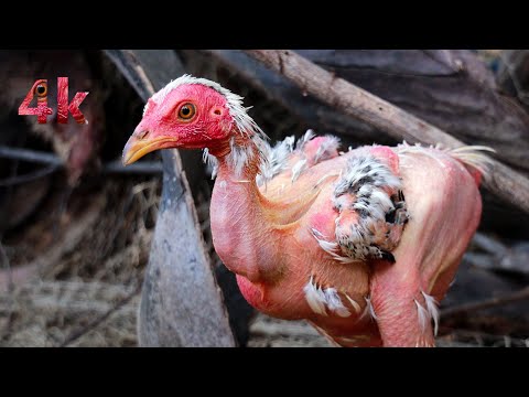 Different Kinds Of Chicken Breeds | Special Featherless Chicken