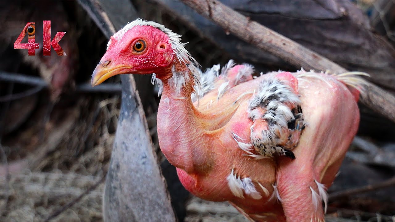 Different Kinds Of Chicken Breeds | Special Featherless Chicken - YouTube