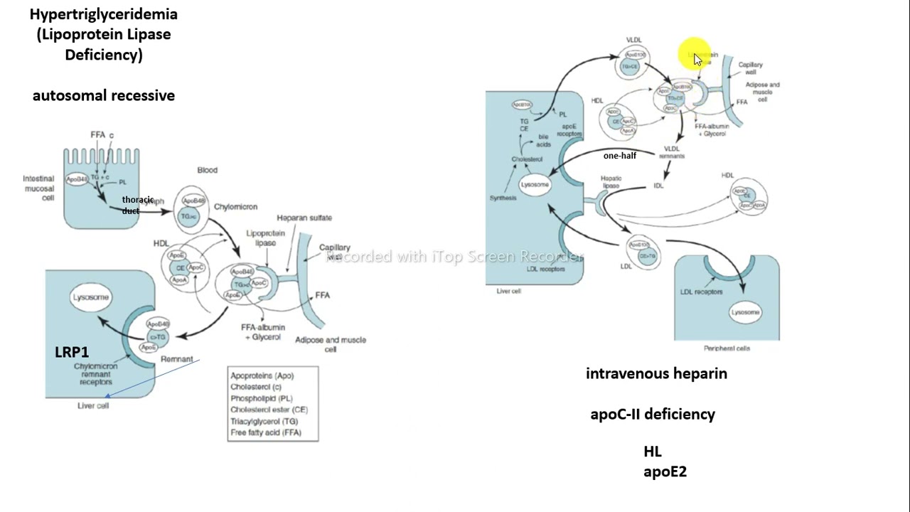 hipertrigliceridemia deficiencia LPL lipoprotein lipasa bioquímica ...