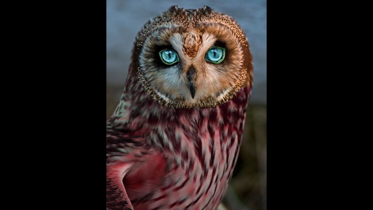 Warmup Mittelaltermusik White magic music - YouTube