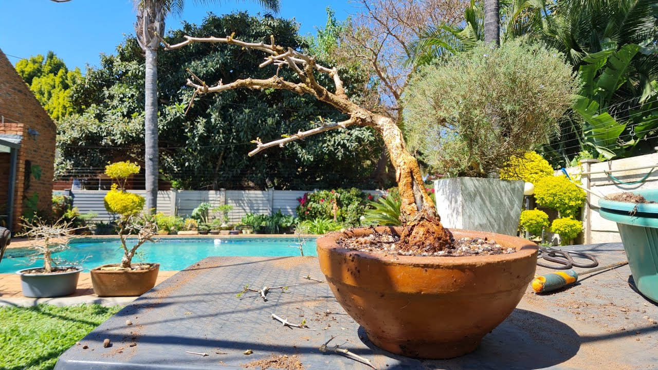 REPOTTING and PRUNING ACACIA BONSAI TREES (Part 2) - YouTube