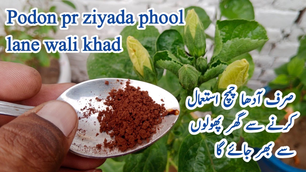 Podon se ziyada phool kese hasil kren || podon pr ziyada phool lane ka ...