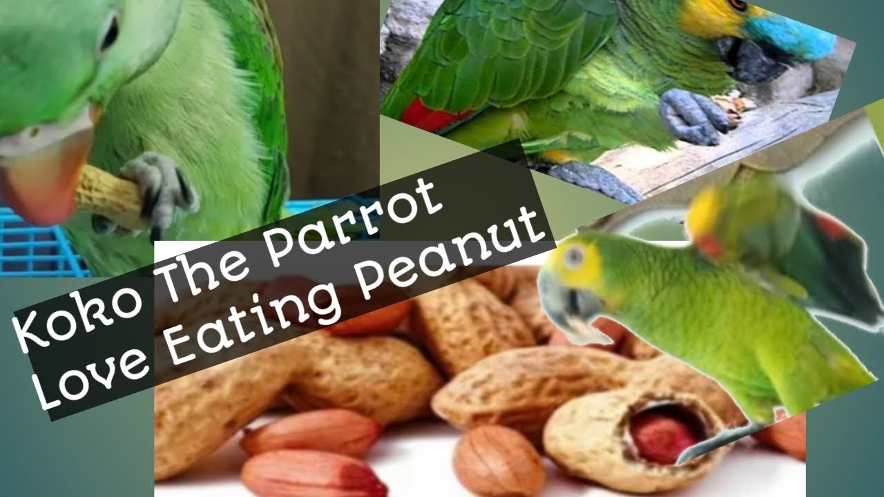 Koko The Parrot Dancing ||Parrot Love Eating Peanut #CuteFunnyParrot ...