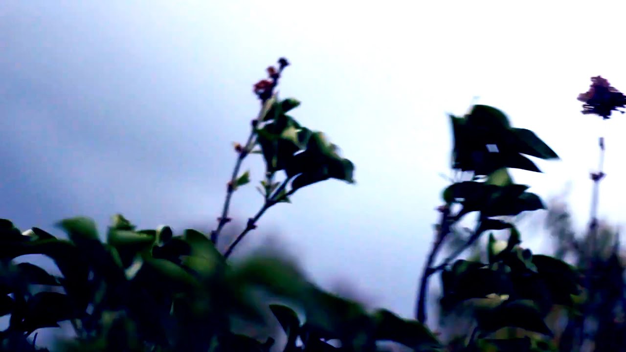 Forest wind & storm sounds | Loud storm sound | White noise - YouTube