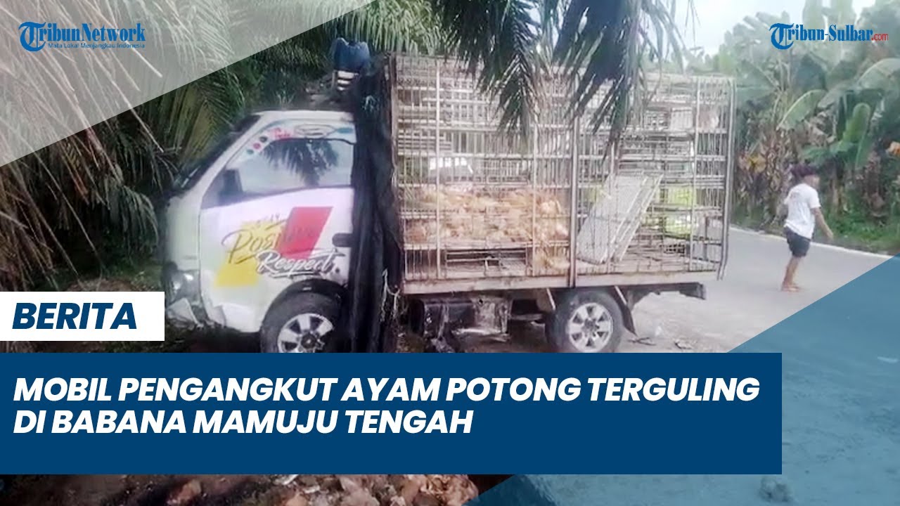 Mobil Pengangkut Ayam Potong Terguling di Babana Mamuju Tengah - YouTube