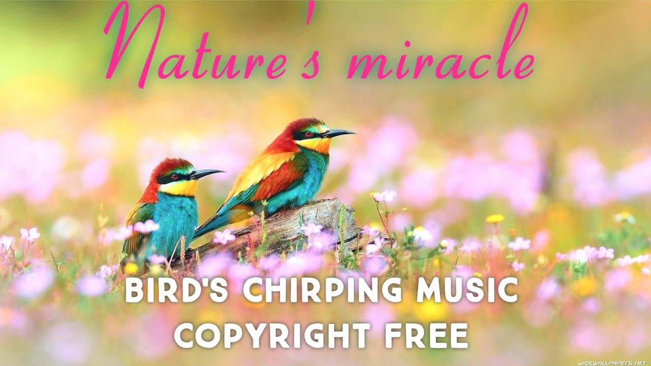Nature's miracle | Bird's chirping music | Copyright free - YouTube