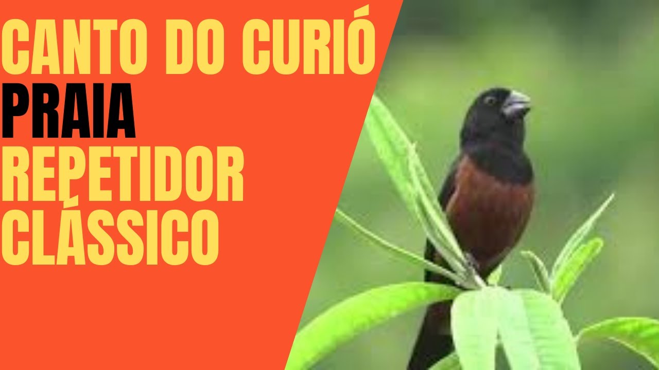 CANTO DO CURIÓ PRAIA REPETIDOR CLÁSSICO - CURIÓ PRAIA GRANDE CLÁSSICO ...