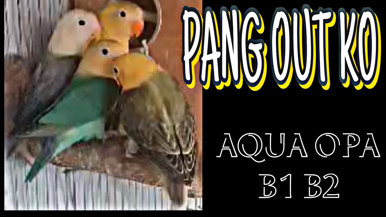 AQUA B1 B2 OPA PANG OUT KO #birdslover #pets #animals #africanlovebird ...