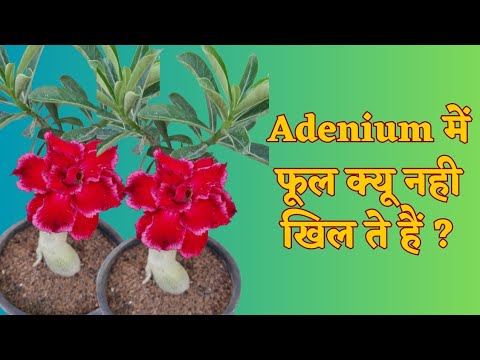 Adenium Flower plant में फूल क्यू नही खिलते हैं ? How to get maximum ...